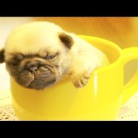 Un bébé carlin qui tient dans une tasse - MEC101